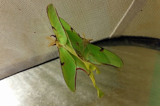 Luna Moth Life Cycle | MOSI Outside