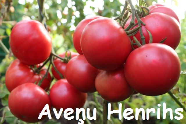 Dārzniecība 'Neslinko': VIDĒJI LIELU AUGĻU TOMĀTU ŠĶIRNES