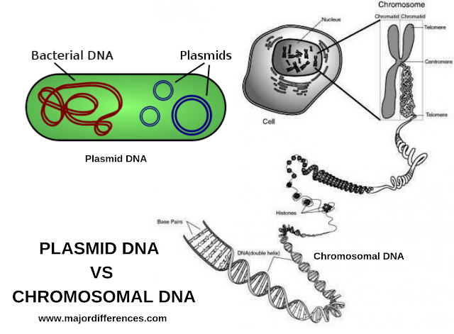 Difference between Chromosomal DNA and Plasmid DNA (Chromosomal DNA vs ...