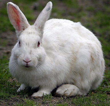 Kafshet e buta: June 2015