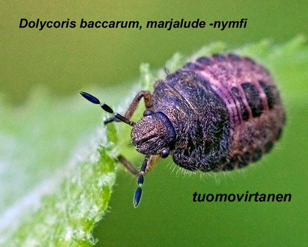 tuomovirtanen: Suomen luteet-Heteroptera-Bugs of Finland