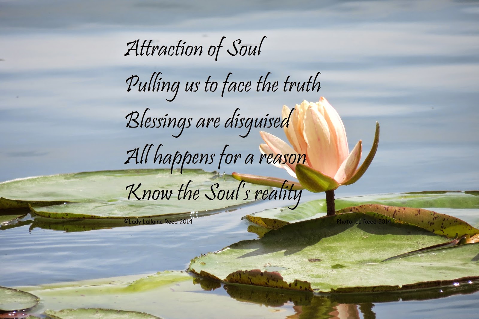 Lady Lallaine Reed's Positive