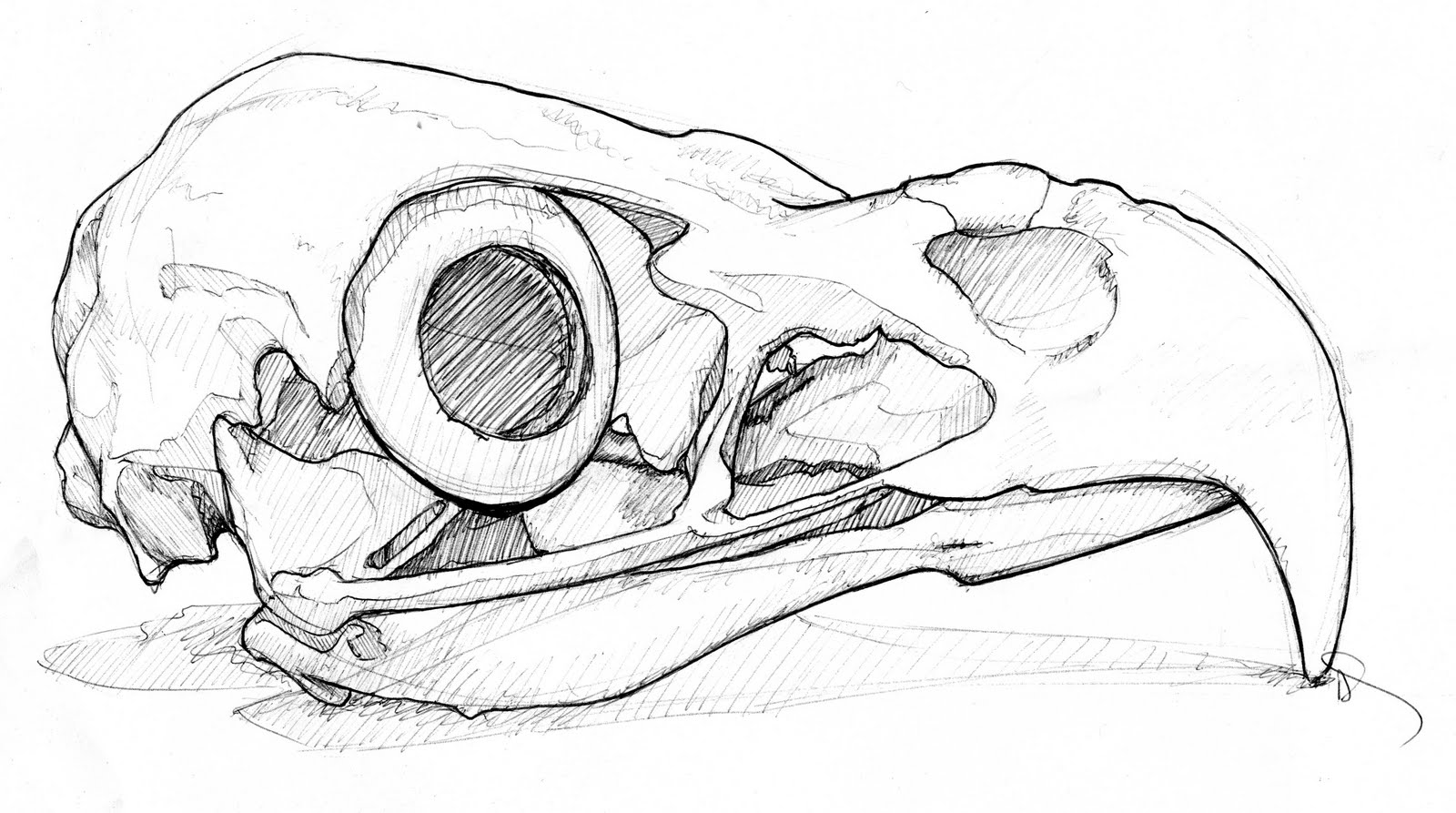 thebacklitbrain...: Bird Skull