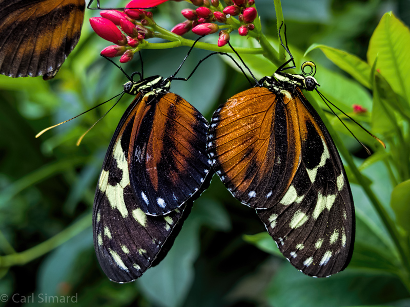 Le couple papillon | Une Photo, Une Histoire