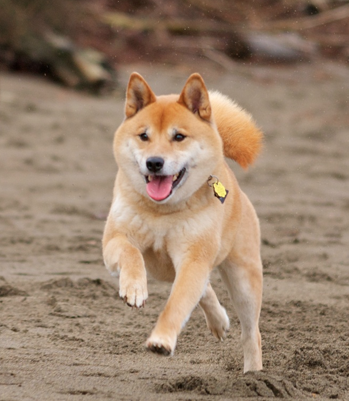 Shiba Inu World: Shiba Inu Traits, Characteristics and Personality