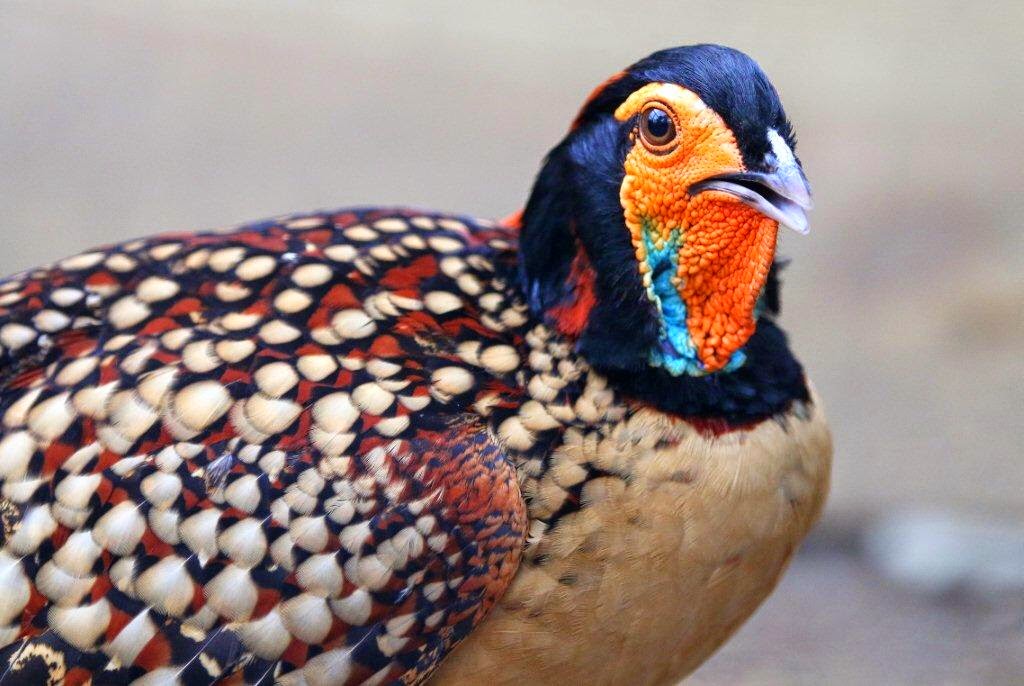 Homer High School Olympian: Species Spotlight: Cabot's Tragopan