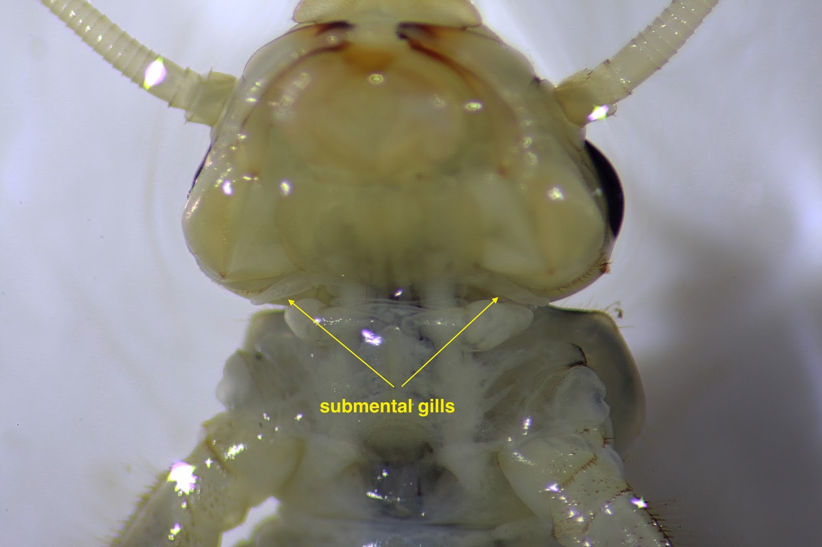 Aquatic Insects of Central Virginia: The "Appalachian Springfly ...