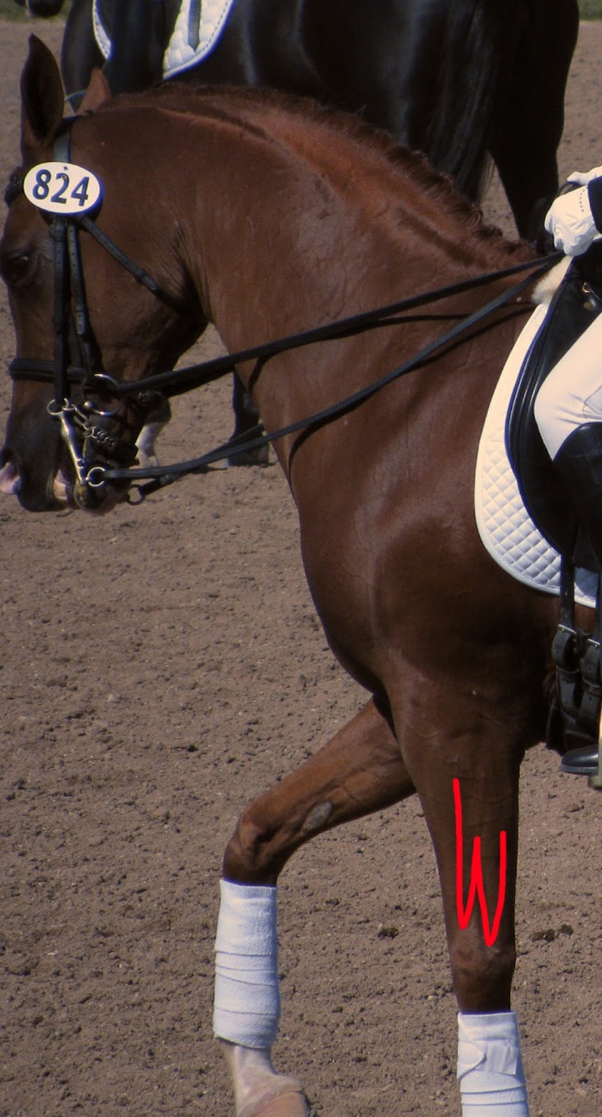 Musings at Minkiewicz Studios LLC: Equine Anatomy and Biomechanics: A ...