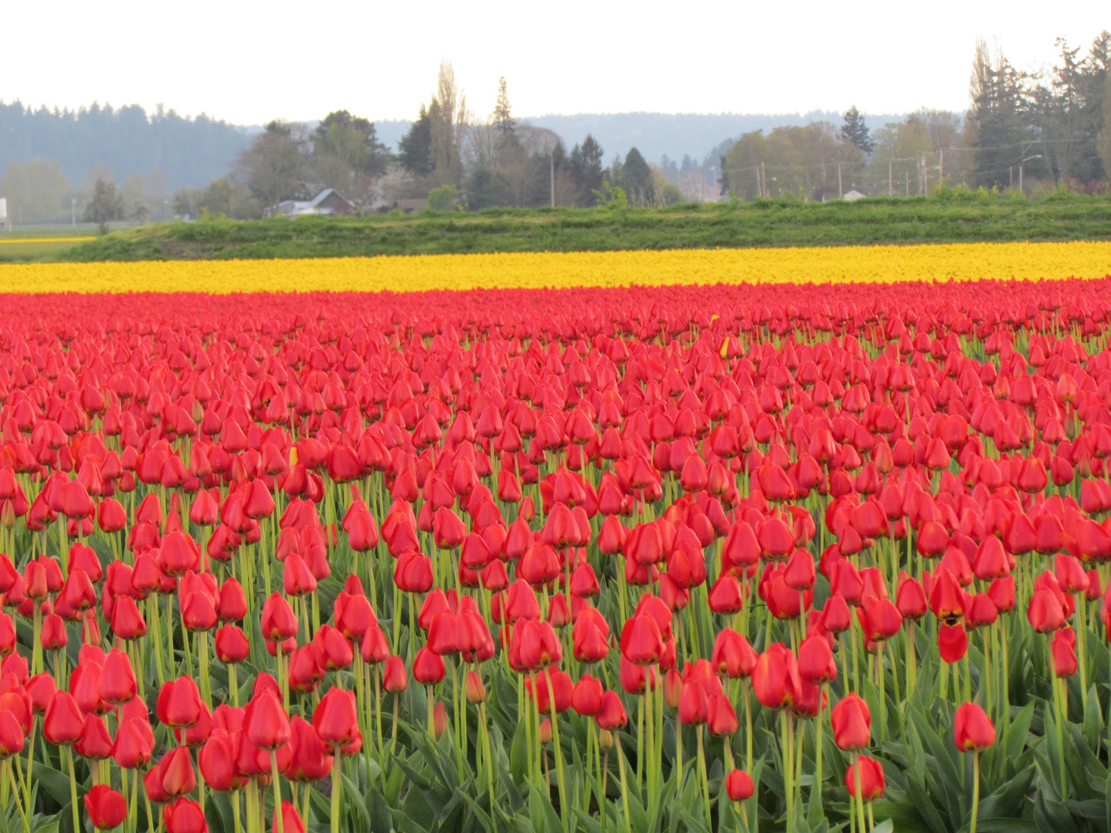 Scene Through My Eyes: Tulips