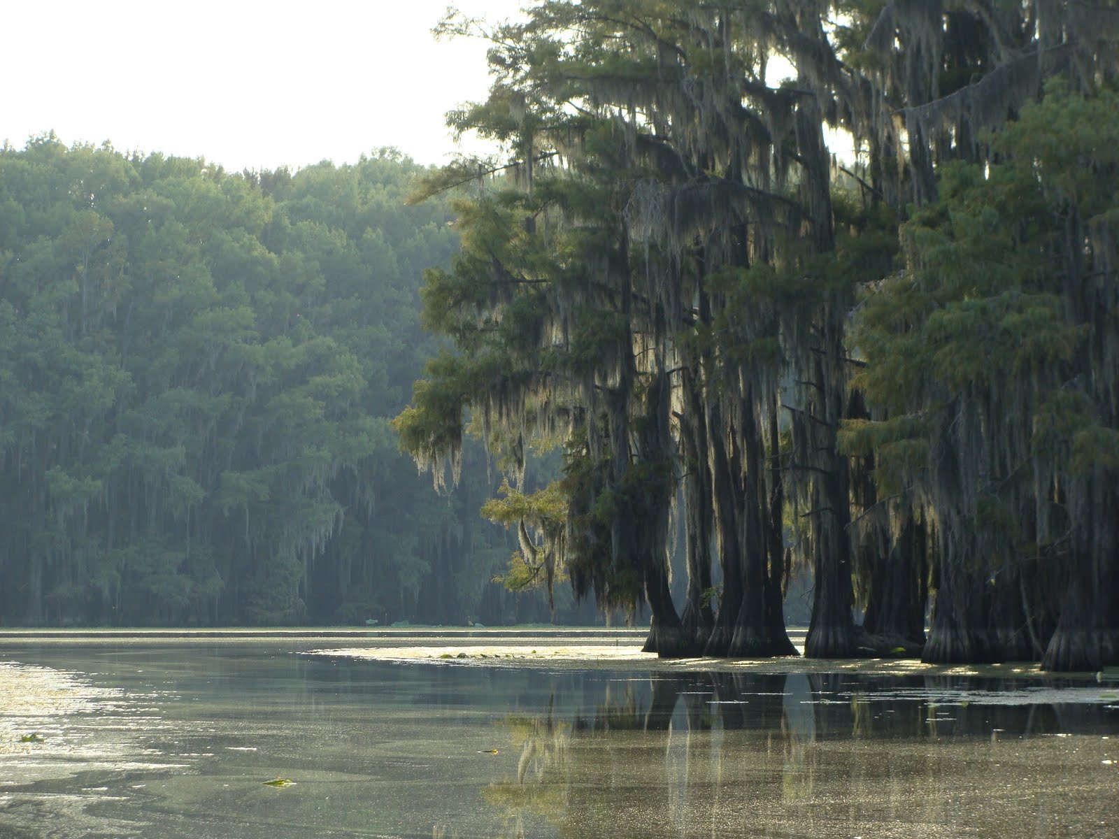 Caddo Lake Giant Salvinia Eradication Project: Caddo Lake Community ...
