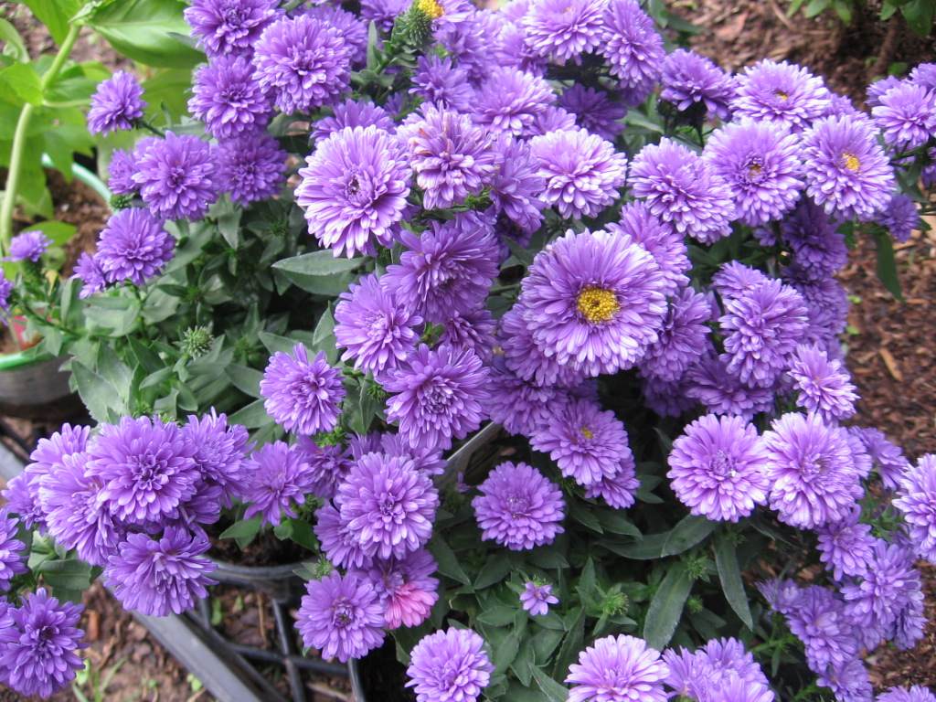 Cara Menanam dan Merawat Bunga Aster ~ Hiasi Hari Dengan Tanaman Hias