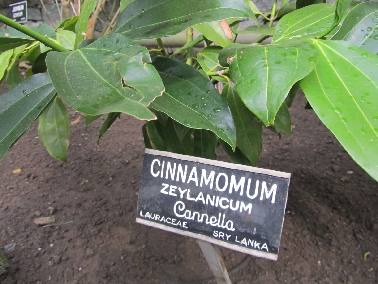 Dove Cresce la Pianta della Cannella (Cinnamomum zeylanicum)? Come si ...