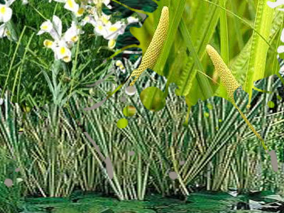 O Jardim de Deus: Acoro