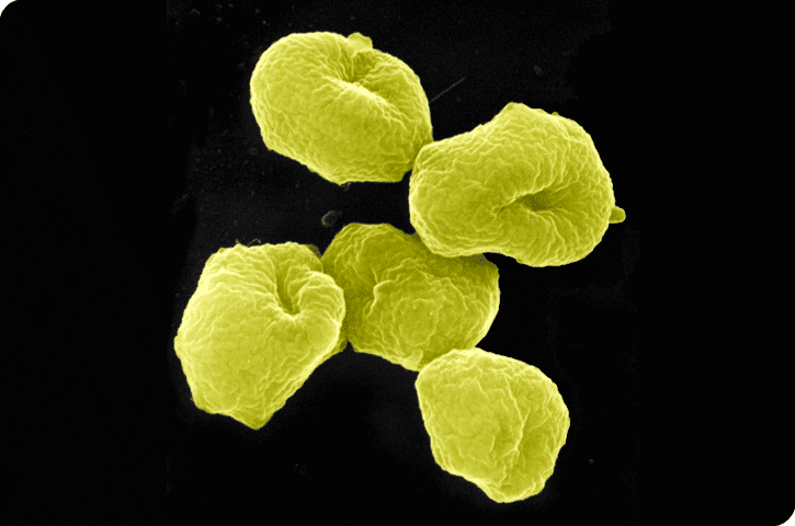Microbiología: Dominio Archaea