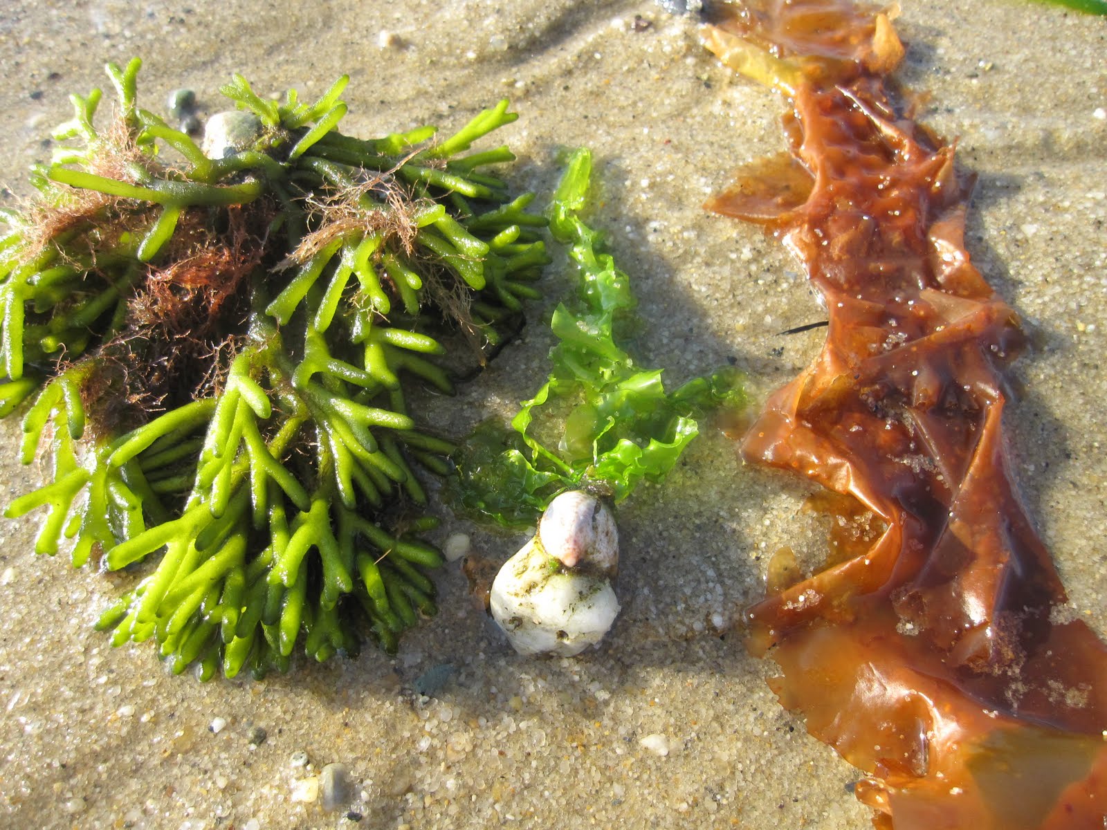 The LeFort Urban Homestead...: Summer Vacation Part I: Cape Cod, Mass.