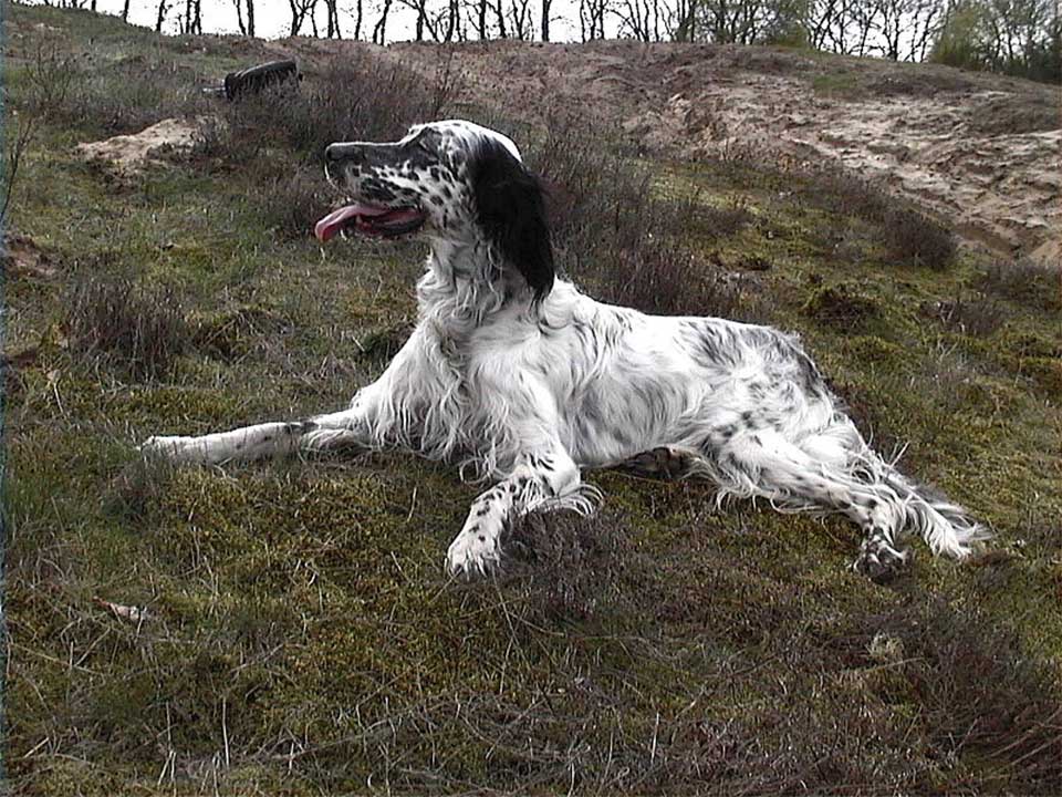 Engelse Setter or English Setter is Excellent Family Dog and very Fond ...