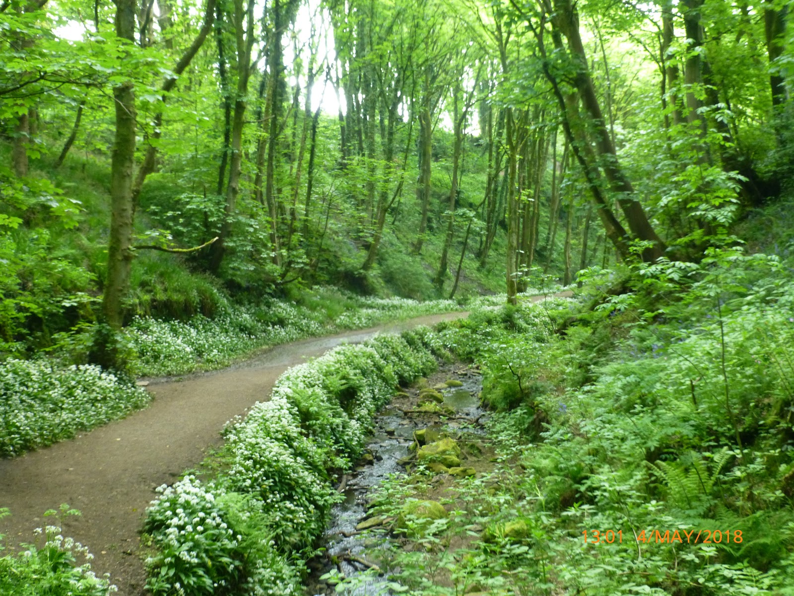 Harris Hikers: A Bluebell Wood Walk Around Parbold 19th May 2018