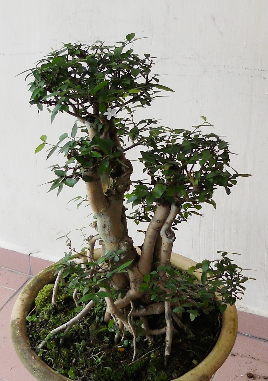 *: Keunikan BONSAI, kreativiti pemiliknya