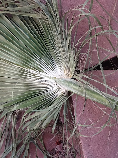 Xtremehorticulture of the Desert: White Fuzz on Palm Frond Can Be Normal
