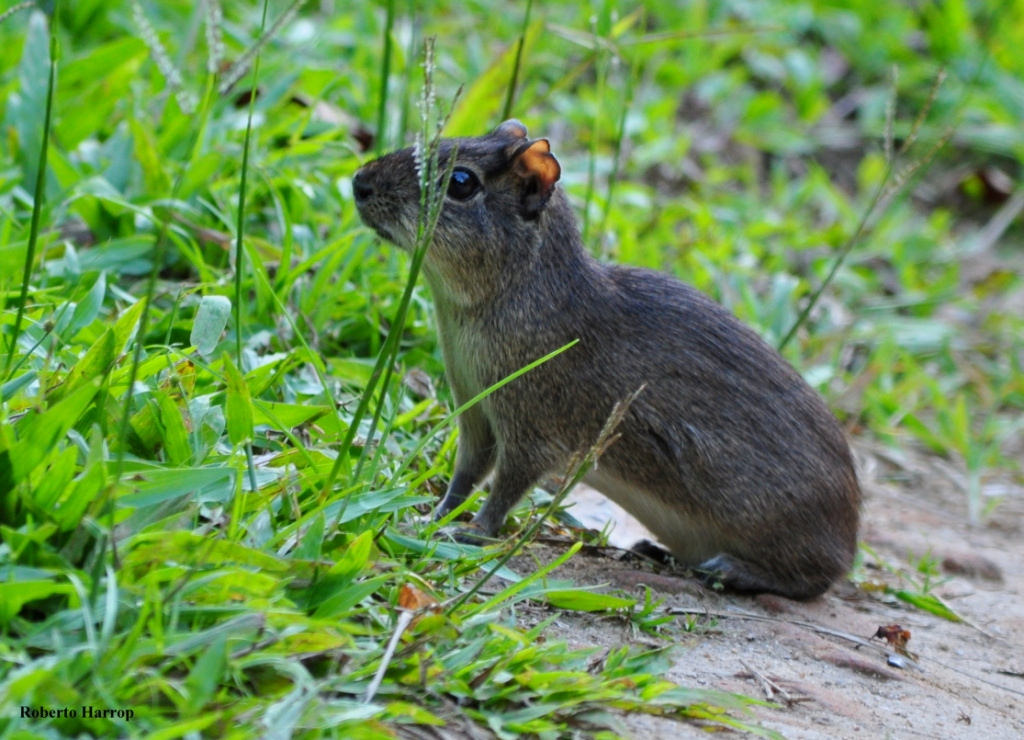 Uruguay y sus curiosidades-Uruguay and its curiosities: EL APEREA EN ...