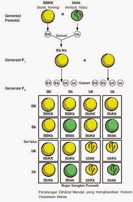 Bionomipa: Indikator 32: Persilangan Berdasarkan Hukum Mendel