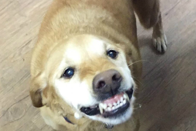 Hatton Veterinary Hospital: My Doggie “Smiles,” What Does it Mean?