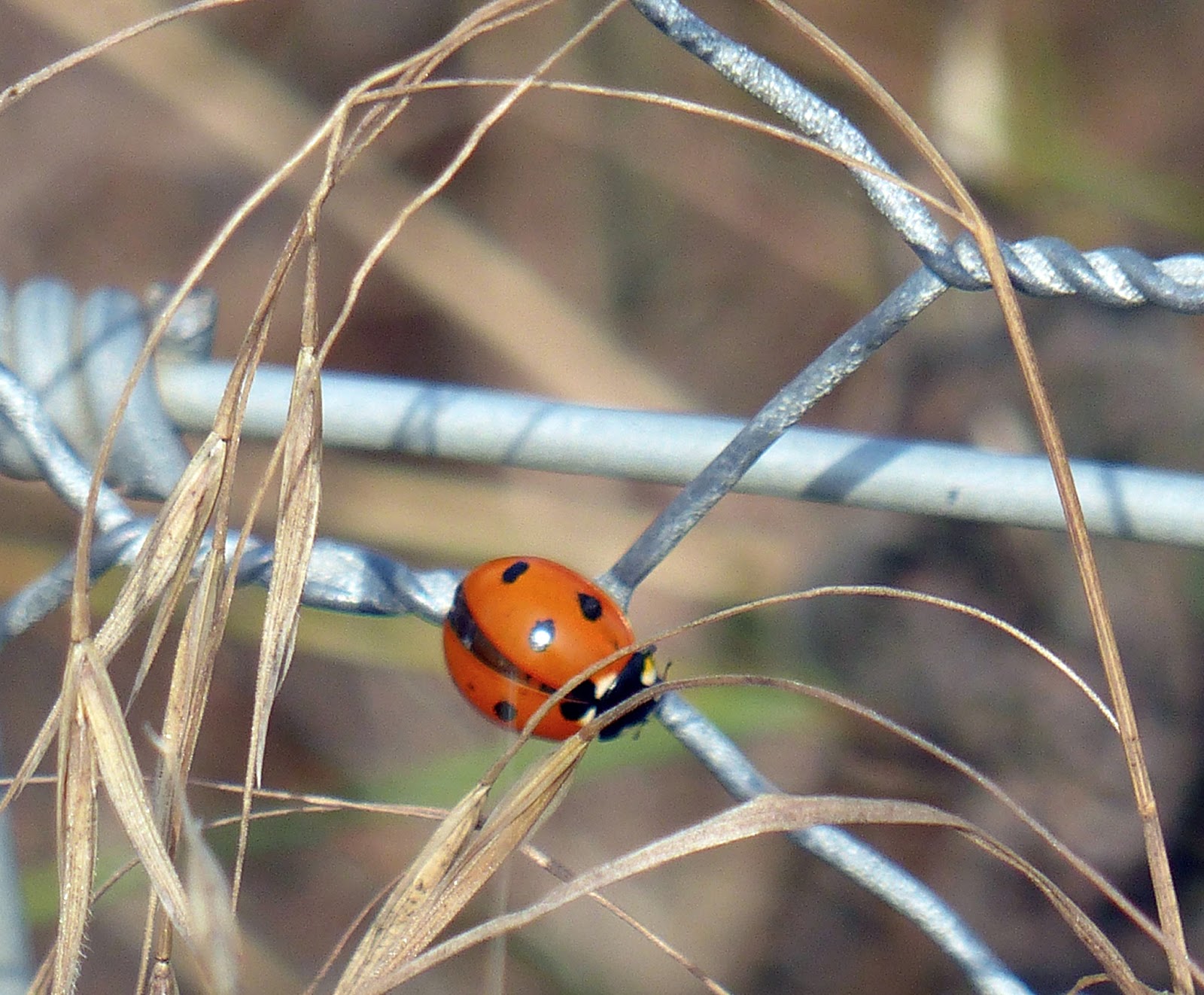 Wild and Wonderful: Ladybird Alert ~ Four 7-Spots at Sutton Hoo