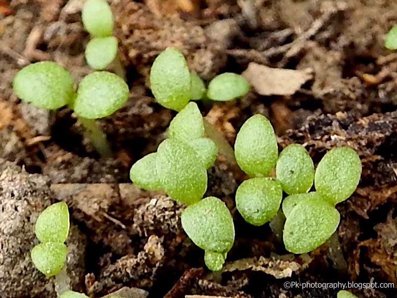Tobacco Seedlings | Nature, Cultural, and Travel Photography Blog