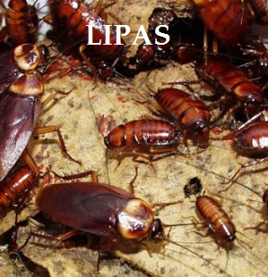 LIPAS - TIPS KAWALAN MUDAH DAN BERKESAN - Agriculture Technology