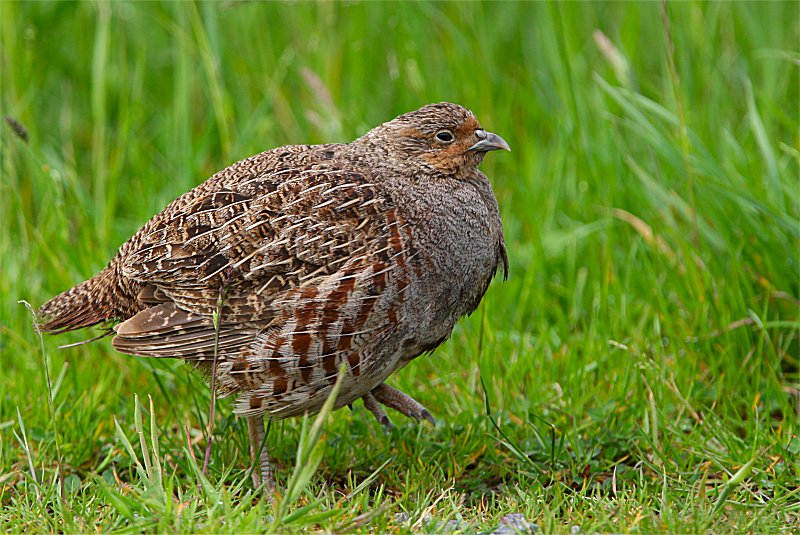 Murfs Wildlife : Grey Partridge