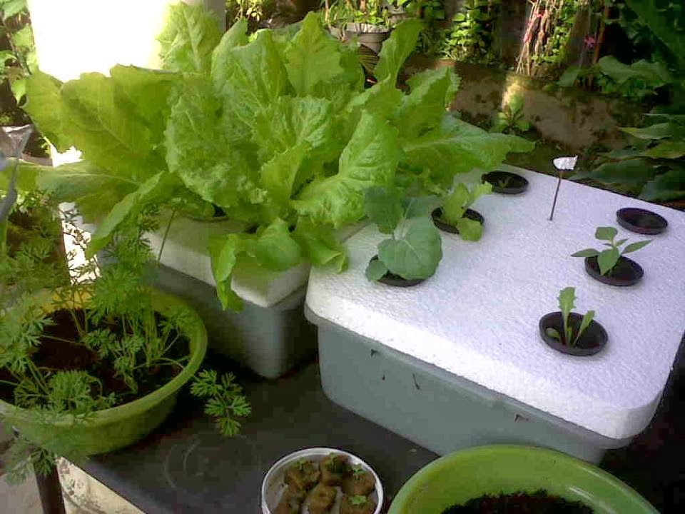 Cara Hidroponik Sederhana di Rumah Kita | Ada Hidroponik