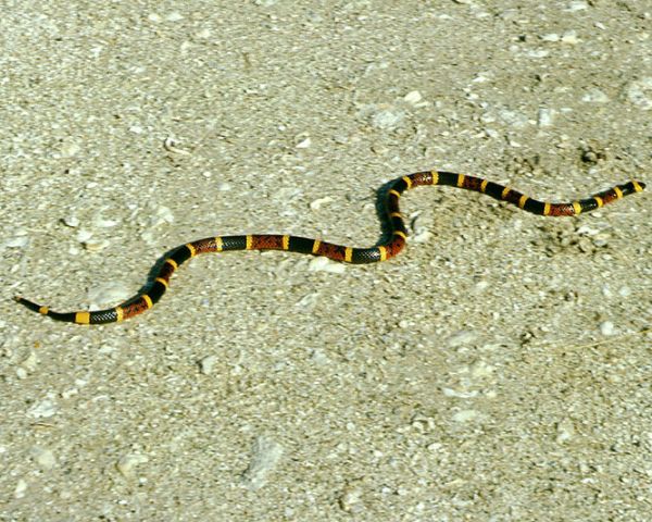 Survival & Outdoor Tips: Common Texas Snakes