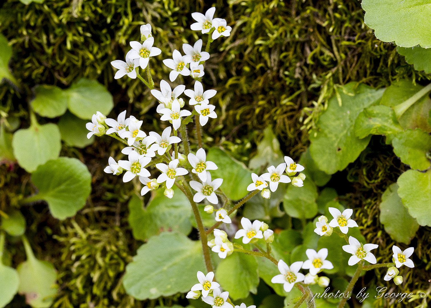 "What's Blooming Now" : Early Saxifrage (Saxifraga virginiensis Michx.)