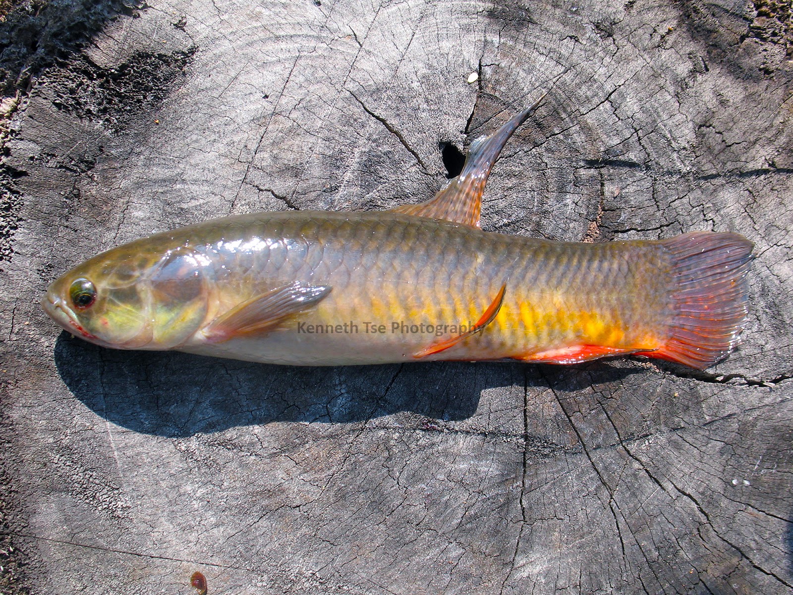 MuskieBait Adventures: Lifelist