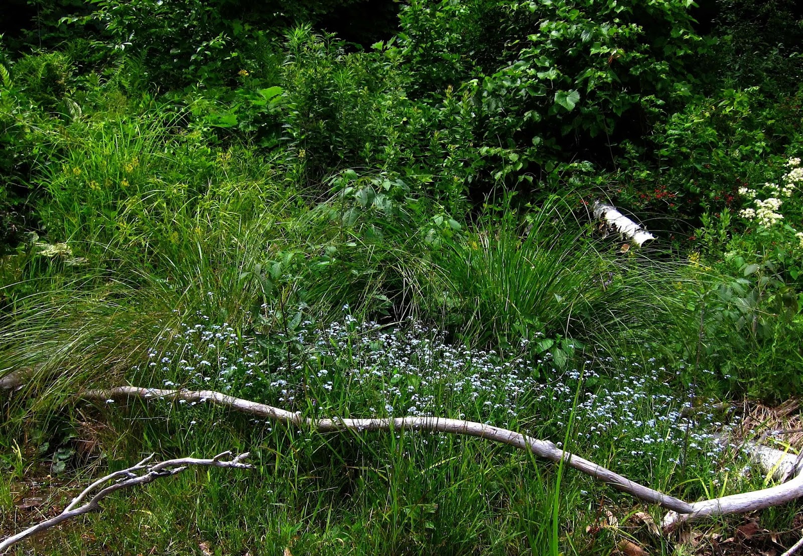Saratoga woods and waterways: On the Hunt for the Missing Plants
