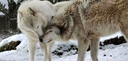 White Wolf : 30 Pictures That Will Make You Fall In Love With Wolves
