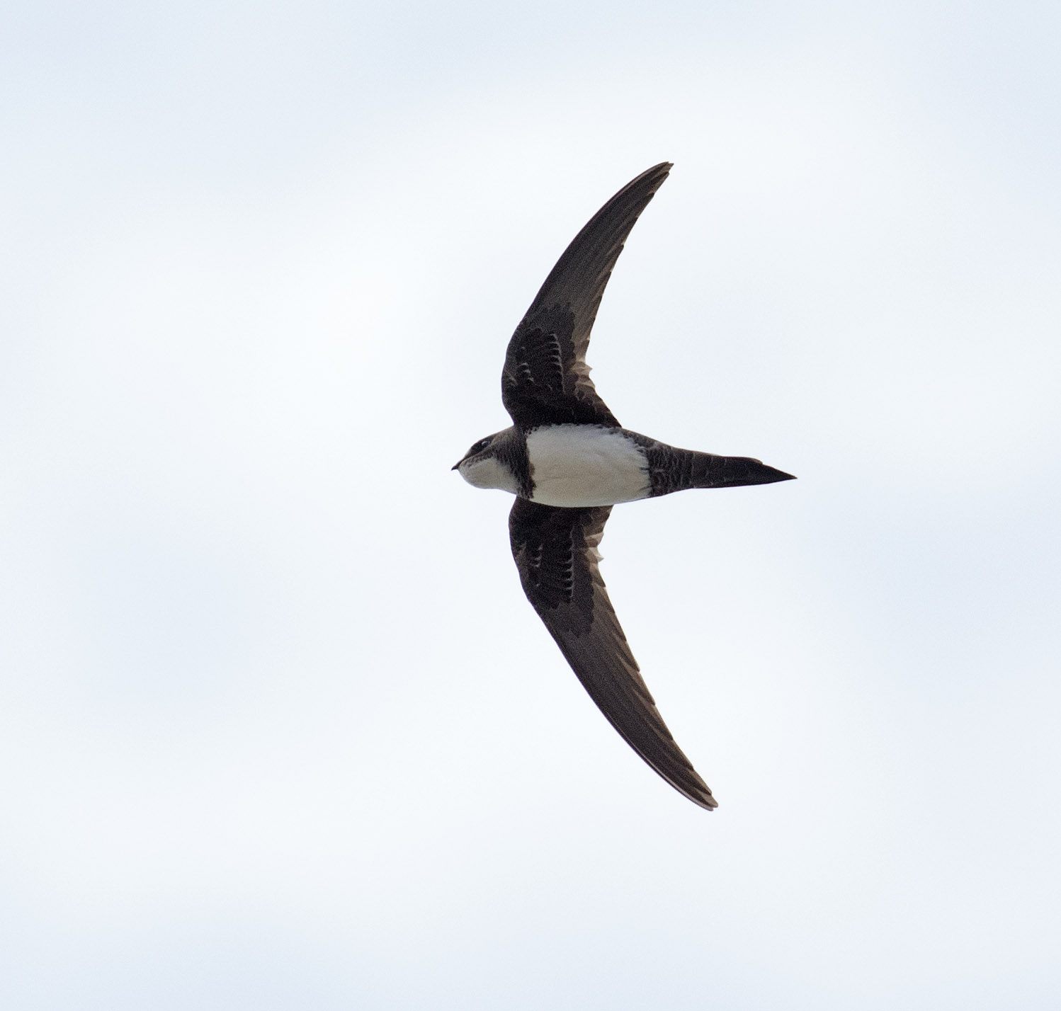 pewit: Alpine Swifts