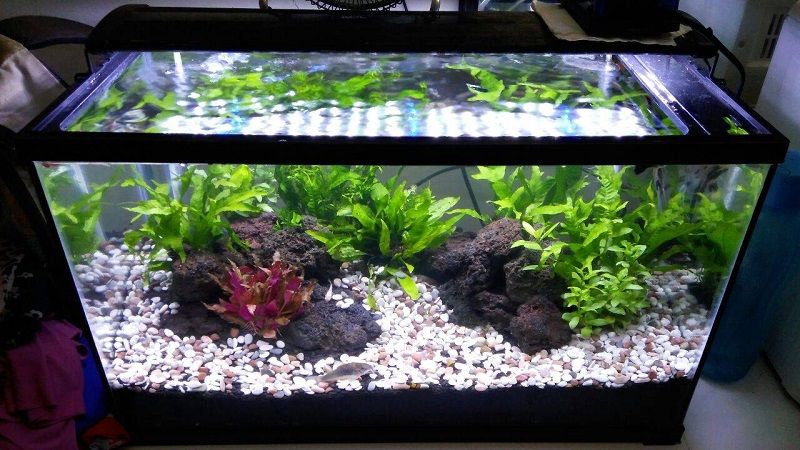 Aksesoris Aquarium Batu Hias Murah, Inilah Info Lengkapnya