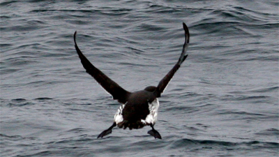 San Francisco Photo Blog - Cool Views from SF Bay Digital Images ...