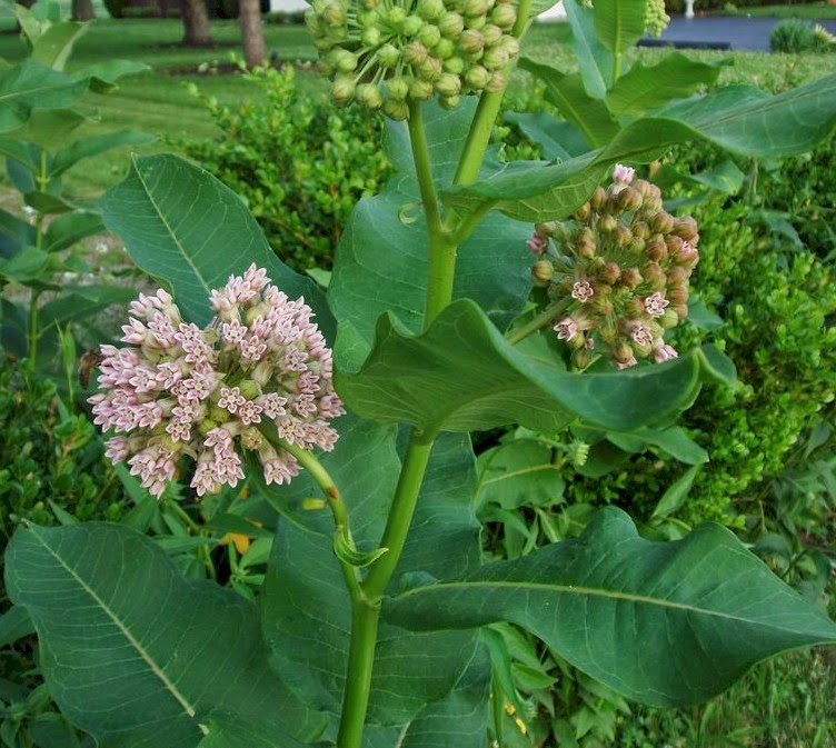 Poison Ivy - Nature's "Three Leaf Wonder": "What is it?" Wednesday ...