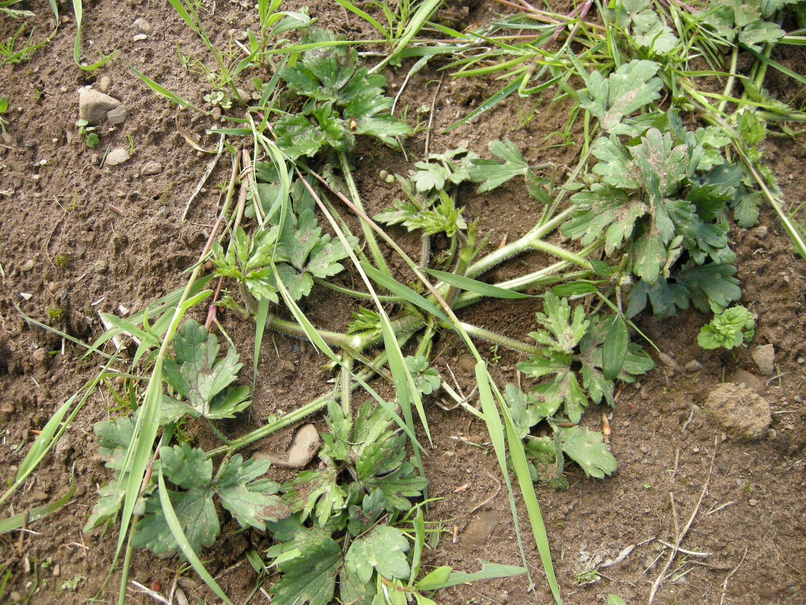 mca: Good weed v's bad weed