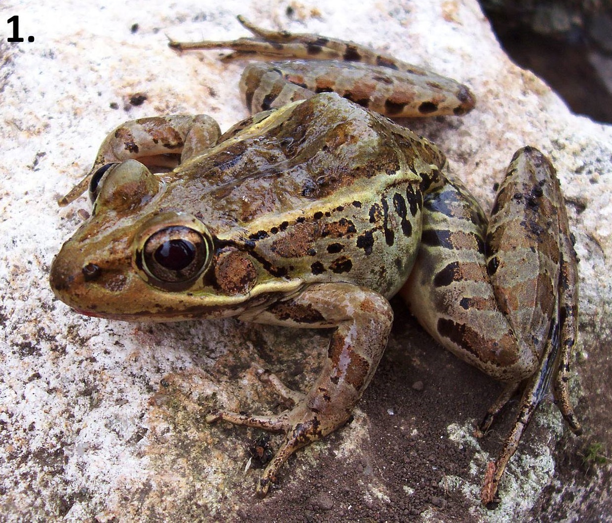 Species New to Science: [Herpetology • 2018] Rana lenca • An ...