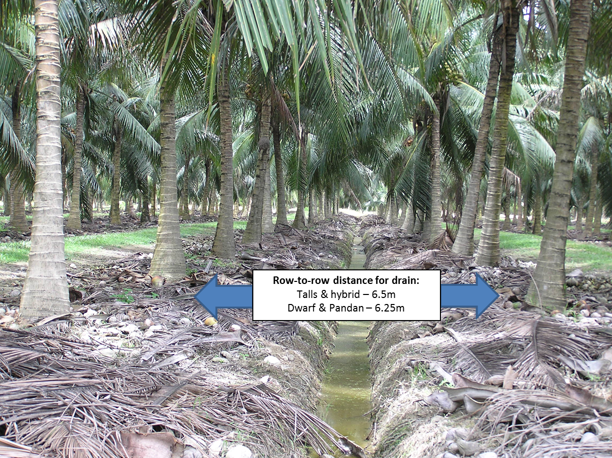 The Basics of Starting a New Coconut Plantation