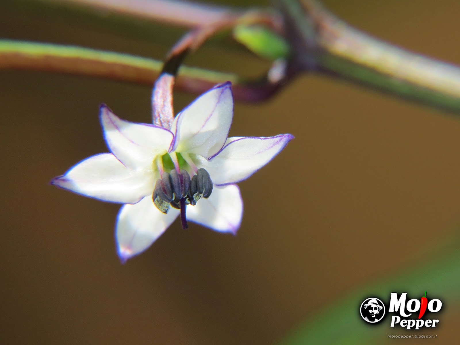 The Mojo Pepper - Just a Chili Pepper grower: Chenzo chili pepper Annuum