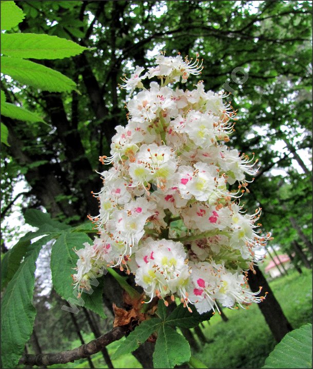 Medicina naturii: Arbori