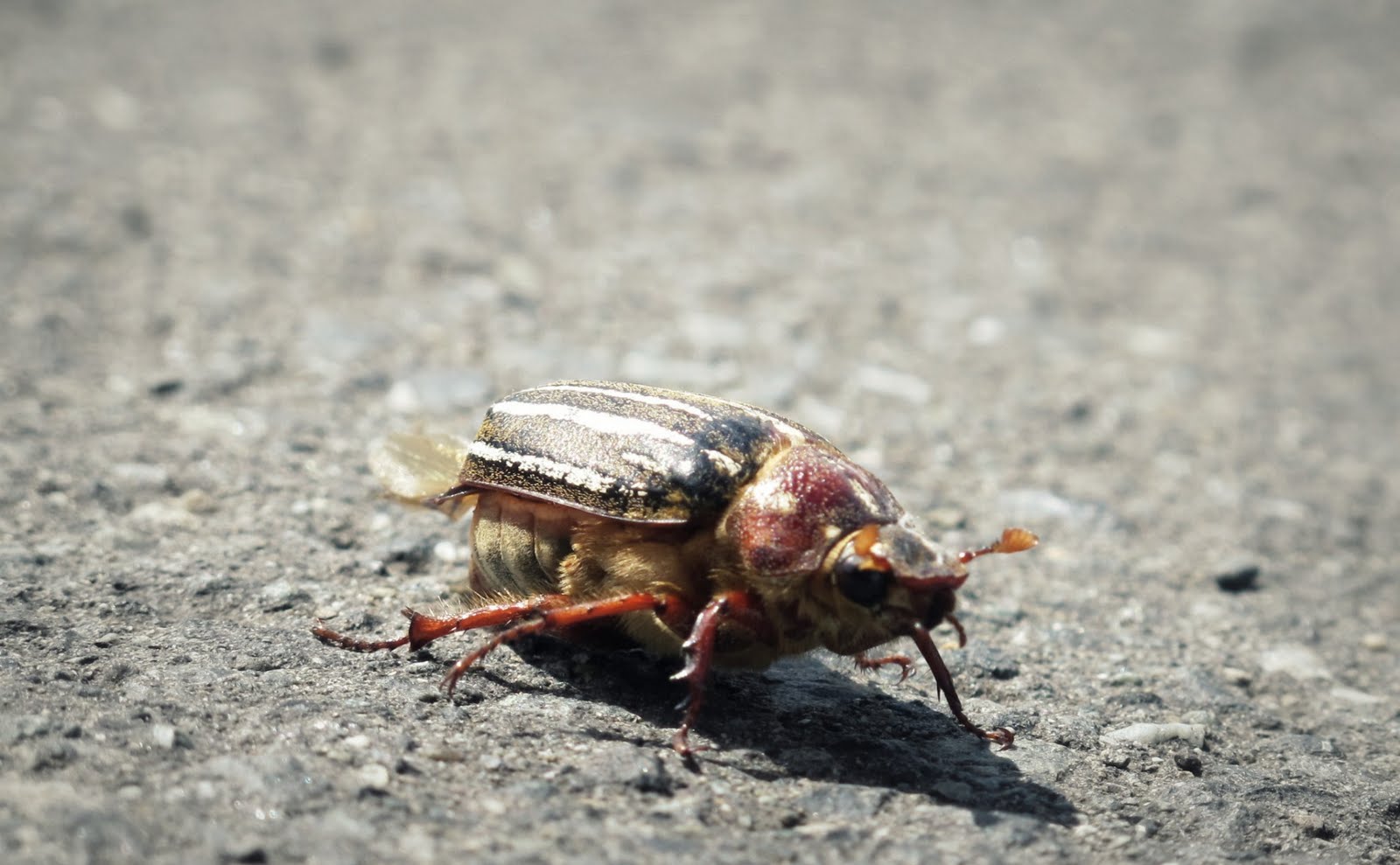 four-eyes rella: 2011-07-31