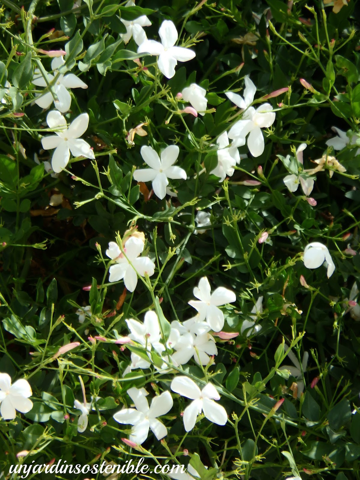 Jasminum Officinale (Jazmín Común)
