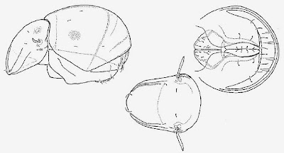 Variety of Life: Protoplophoridae