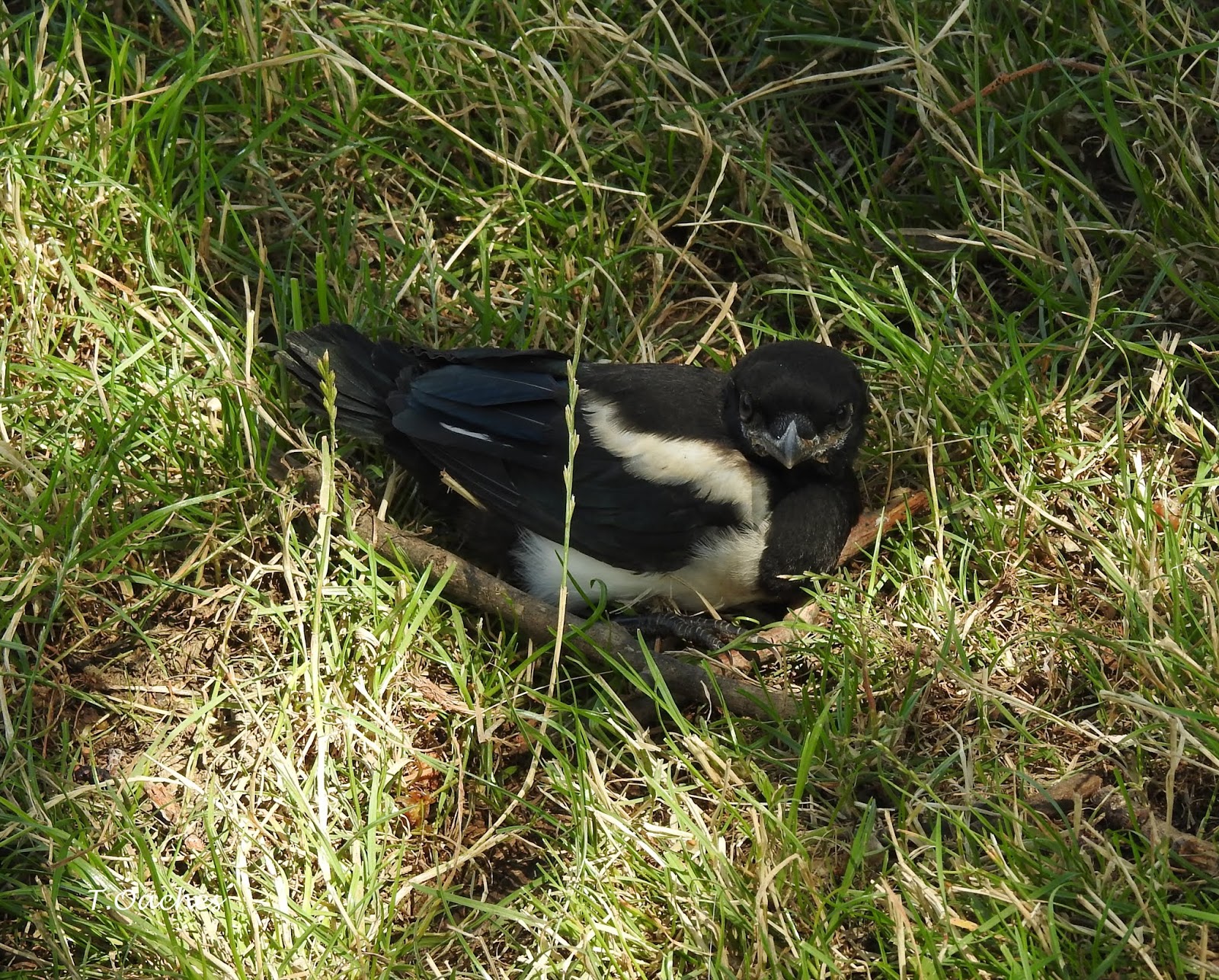 PASARI DIN ROMANIA: COTOFANA, Pica pica