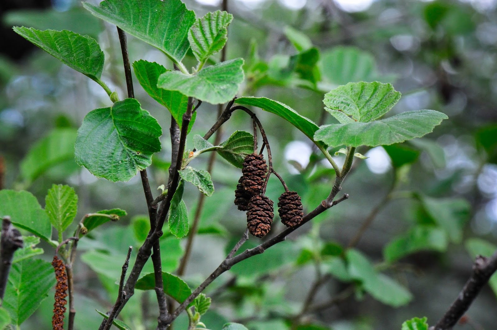 Desde Alájar: Alisos